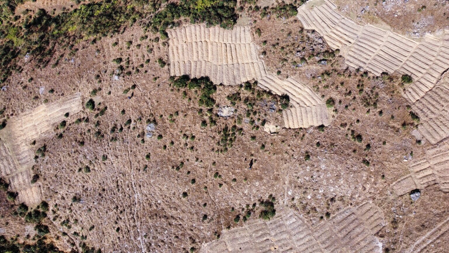 Agroforestry Project - Earthbanc